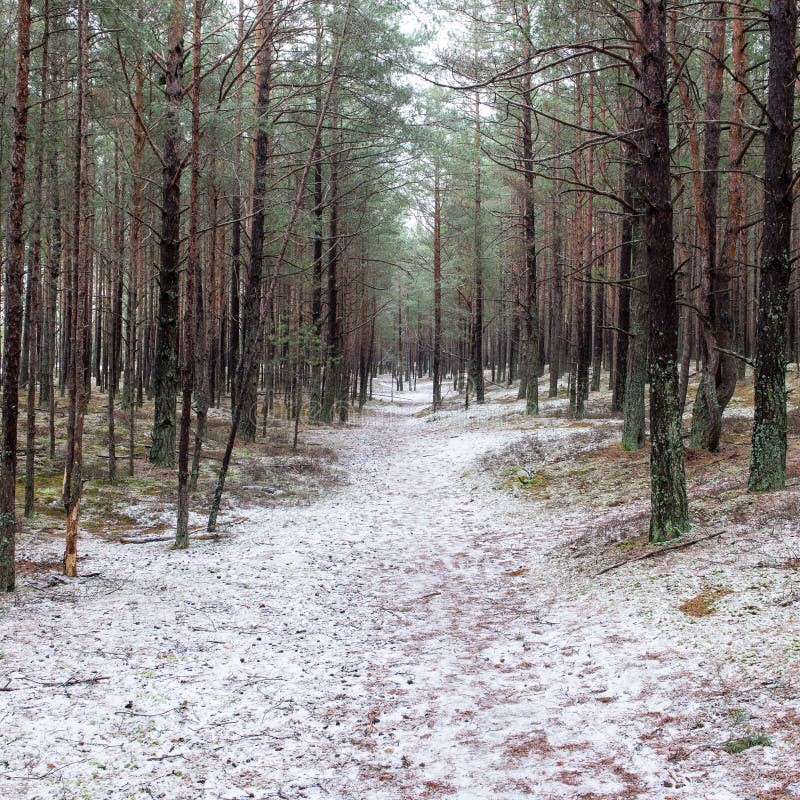 Trail in the Winter Pine Tree Forest Stock Image - Image of peaceful ...