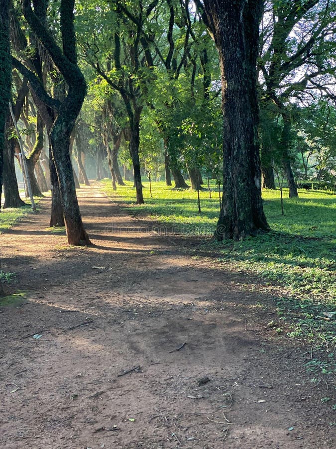 Trail in a wooded park stock photo. Image of path, twig - 357160488