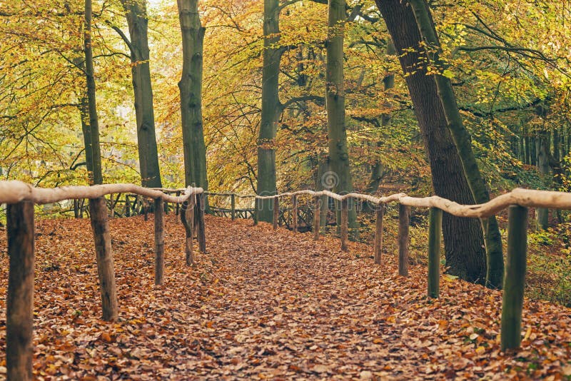 Trail with Wooden Fence in Autumn Forest. Stock Photo - Image of ...