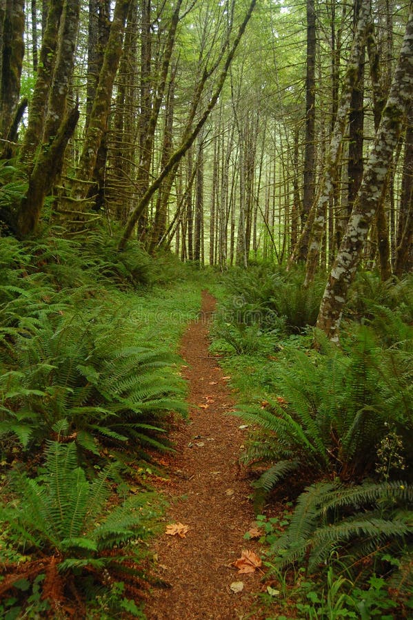 A trail through the woods stock image. Image of growth - 5678955