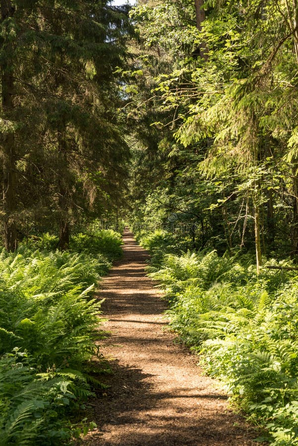 Trail in the Woods in Beautiful Spring Landscape. Walking Path in the ...