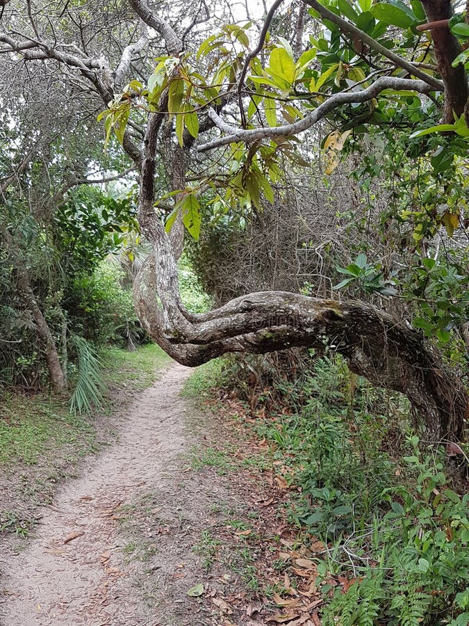 Trail in the woods stock photo. Image of beauty, ground - 271154162