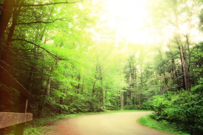 Trail Woods Summer stock photo. Image of dirt, path, mist - 42390200