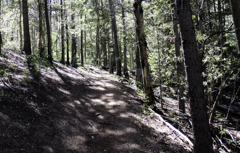 Shadows on the Trail stock photo. Image of green, path - 111283018