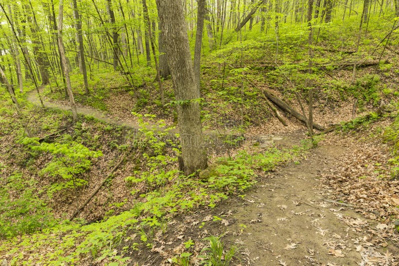 Trails Diverging in the Woods Stock Image - Image of diverging, tree ...