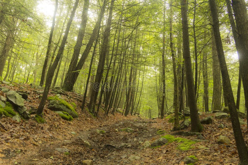 Trail Woods Summer stock photo. Image of dirt, path, mist - 42390200