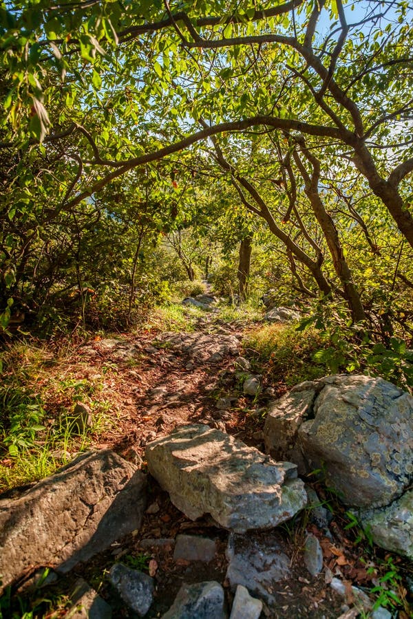 Trail Woods Summer stock photo. Image of dirt, path, mist - 42390200