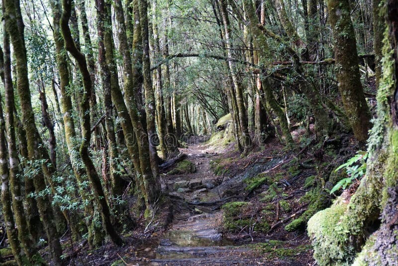 Trails Diverging in the Woods Stock Image - Image of diverging, tree ...