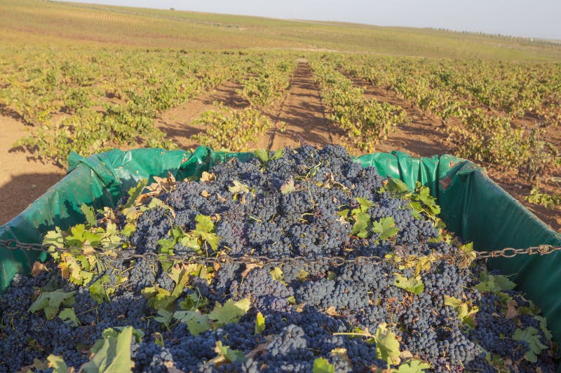 Trailer Full of Garden Waste Stock Image - Image of twigs, autumn ...