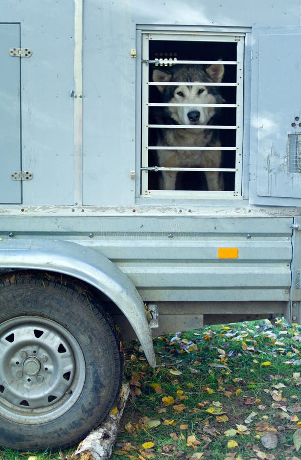 Trailer to transport dogs stock photo. Image of crate - 16632858