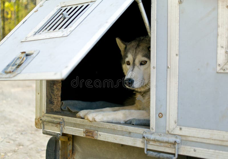 Trailer To Transport Dogs Stock Photos - Free & Royalty-Free Stock ...