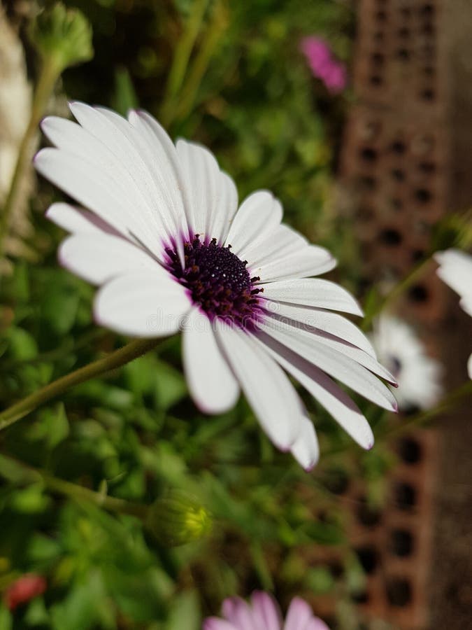 Trailing african daisy stock image. Image of bouquet - 174736923