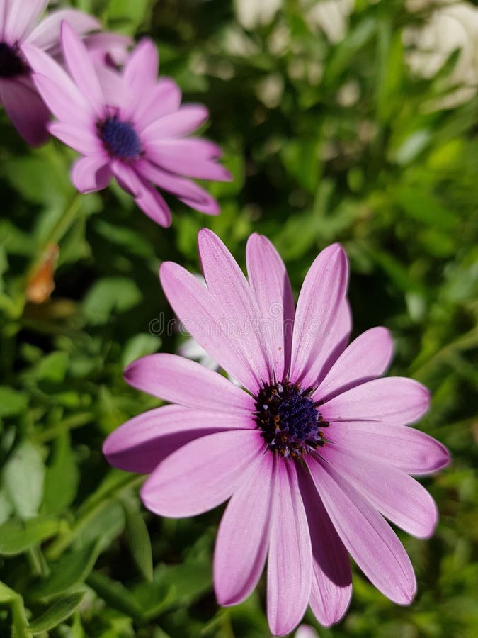 Trailing african daisy stock image. Image of bouquet - 174736923