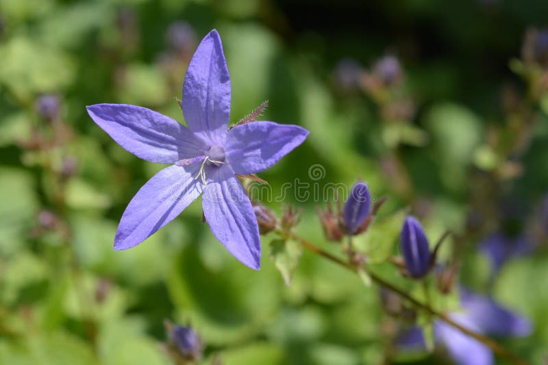 Trailing bellflower stock image. Image of close, detail - 168212513