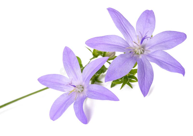 Trailing bellflowers stock image. Image of violet, petal - 240879079