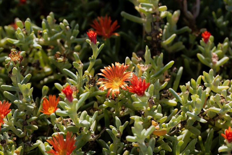 Trailing Ice Plant Lampranthus Aurantiacus Stock Photo - Image of ...