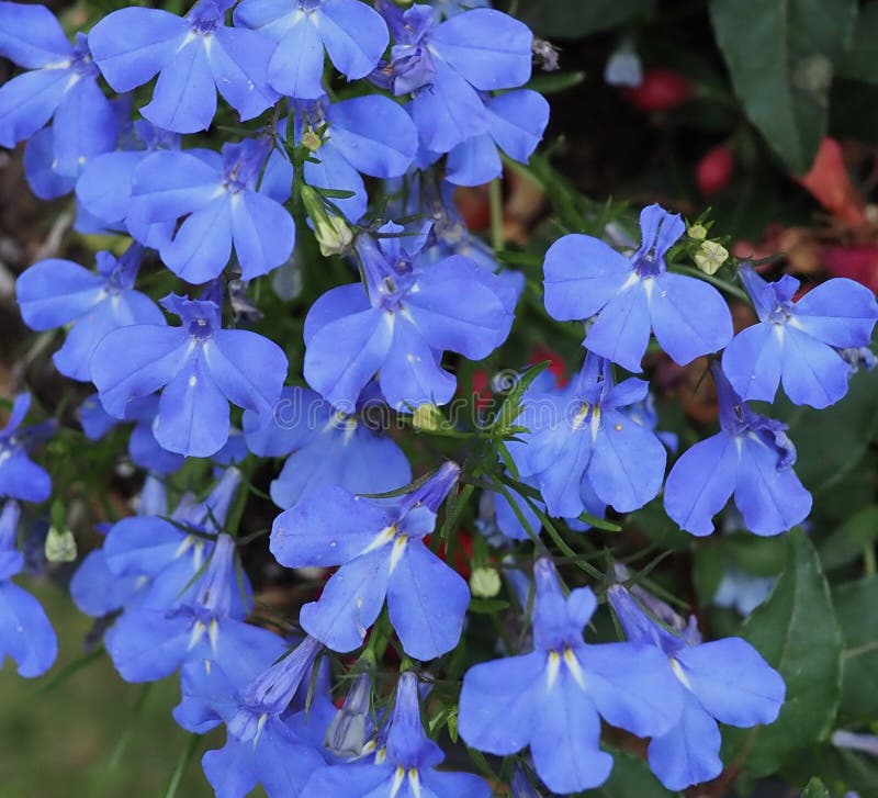 Trailing Lobelia in Bloom in Early Summer Stock Image - Image of bane, basket: 190908953