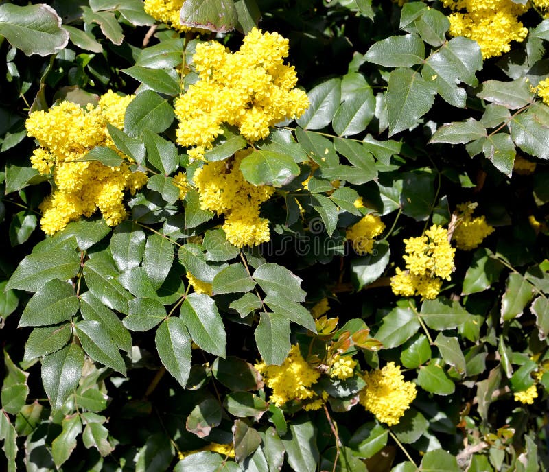 Trailing Mahonia Mahonia Aquifolium Pursh Nutt. Stock Image - Image of ...