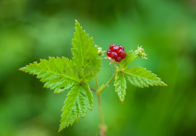 Rubus Pubescens - Trailing Raspberry - Close-Up Stock Photo - Image of ...