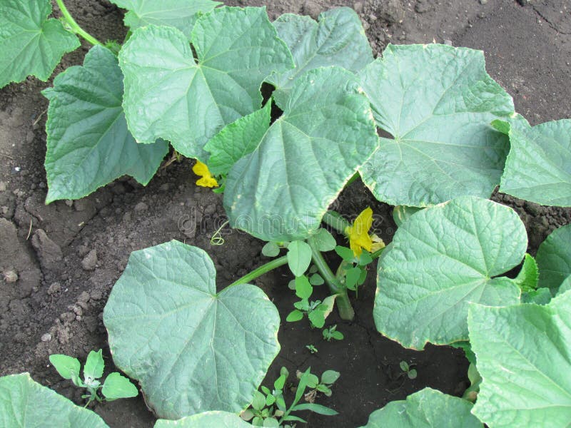 Trailing Vine of Cucumbers in Bloom Stock Photo - Image of bloom ...
