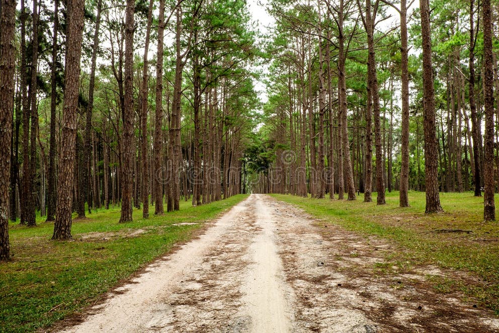 Trails in Black Forest stock photo. Image of growth, landscape - 59866514
