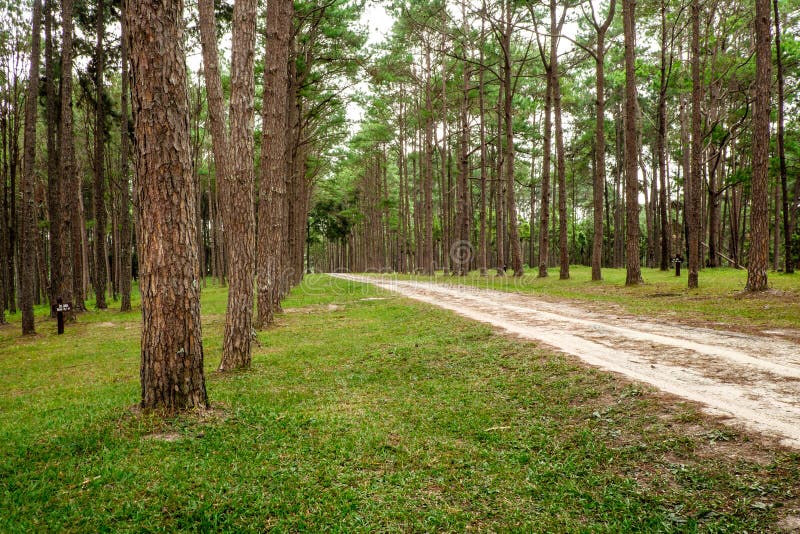 Trails in Black Forest stock image. Image of growth, conifers - 59866599