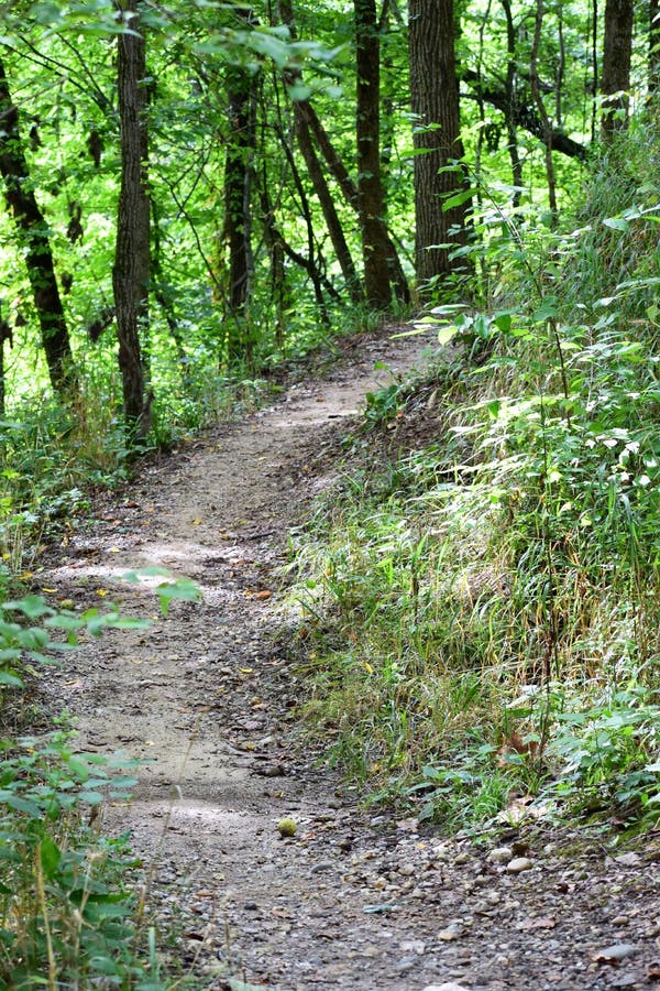 Trails in the Local Park stock photo. Image of logs, state - 99378870