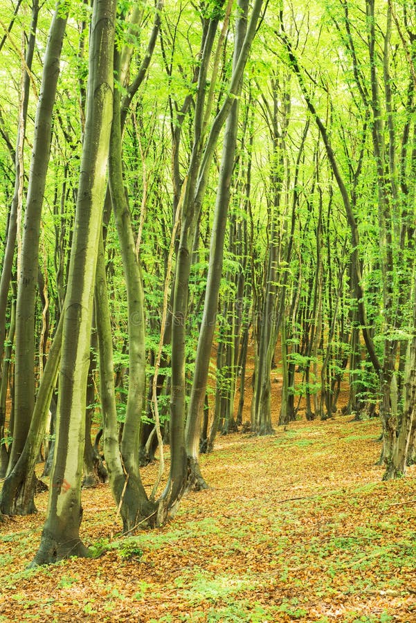 Trails stock image. Image of green, branch, light, morning - 40363647