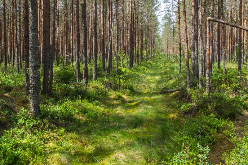 Big Sur is a Sparsely Populated Region of the Central California Stock ...