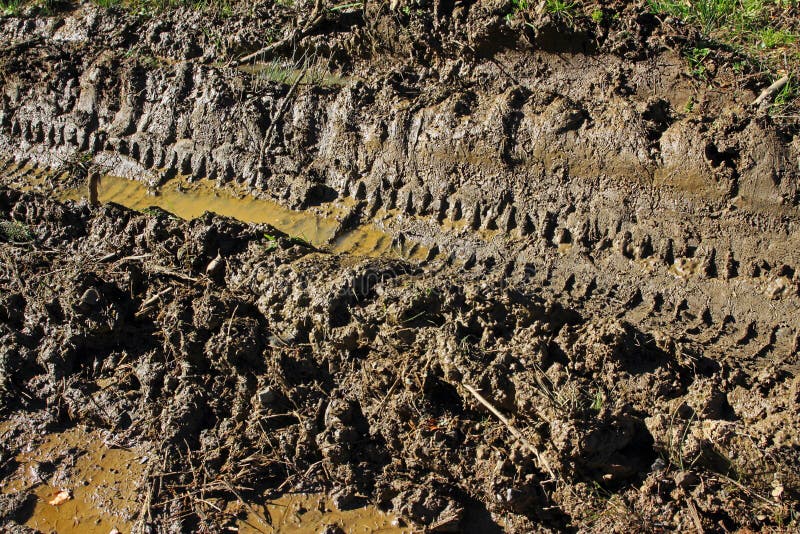 Swampy Soil With Vegetation And Water Stock Image - Image of swamp ...