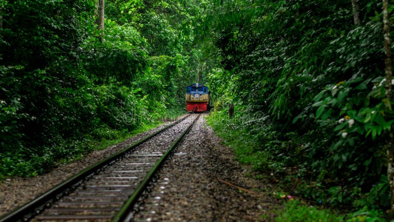 A Train is Coming through a Jungle Surrounded by Green Trees, Landscape ...