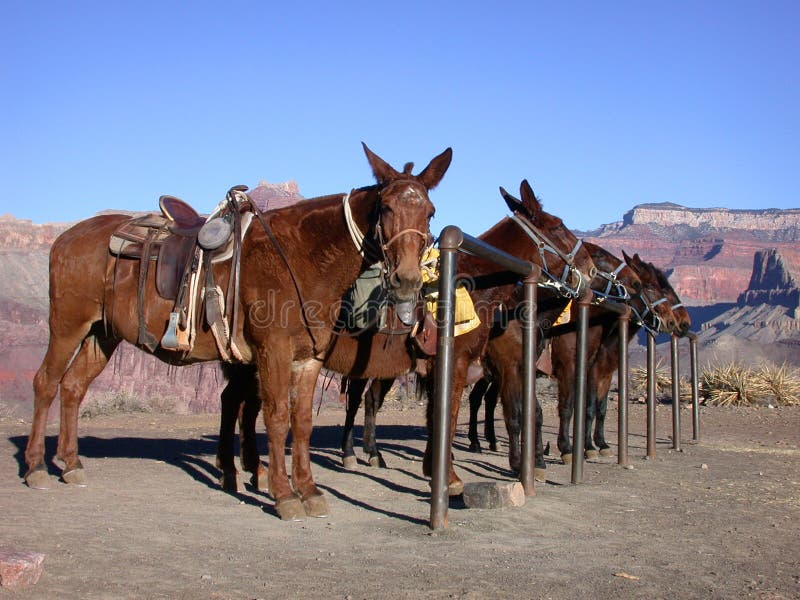 Train de mule photo stock. Image du mulet, cheval, accroc - 99302