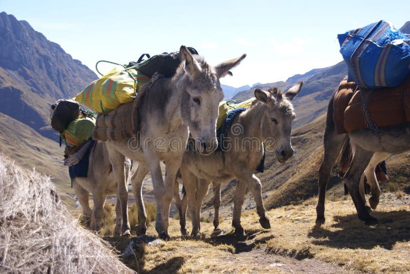 Passage Des Andes De Croisement De Train De Mule Image stock - Image du ...