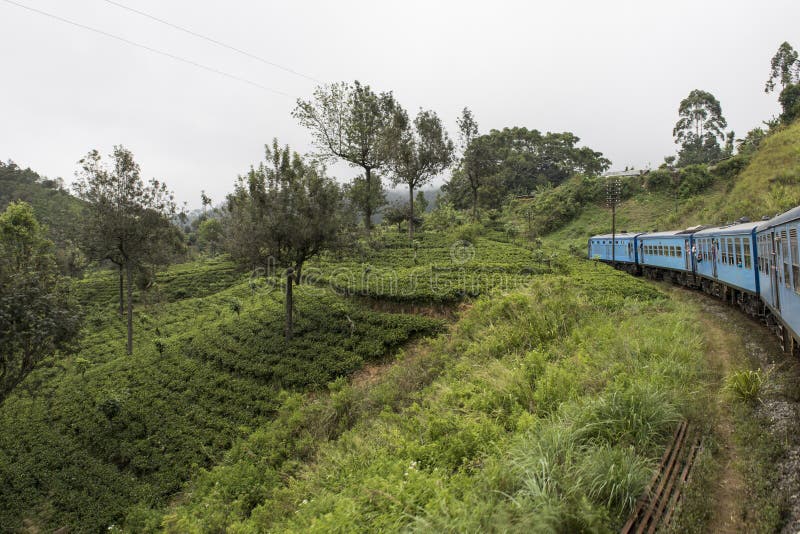 Train Going in the Tea Plantations. Ella, Sri Lanka. Editorial Stock ...
