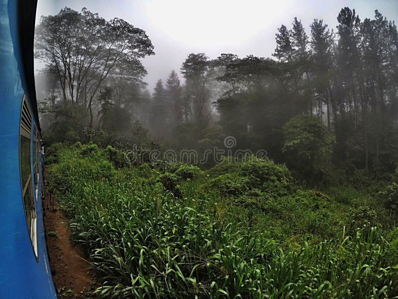 Train in the Middle of Jungle Stock Photo - Image of passenger ...