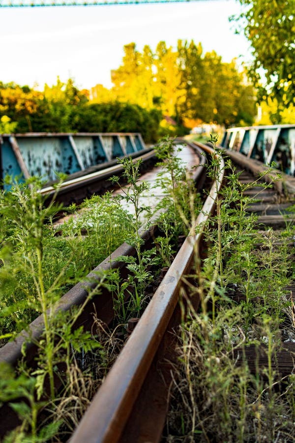 Train Rails Overgrown with Wild Plants Stock Photo - Image of direction ...