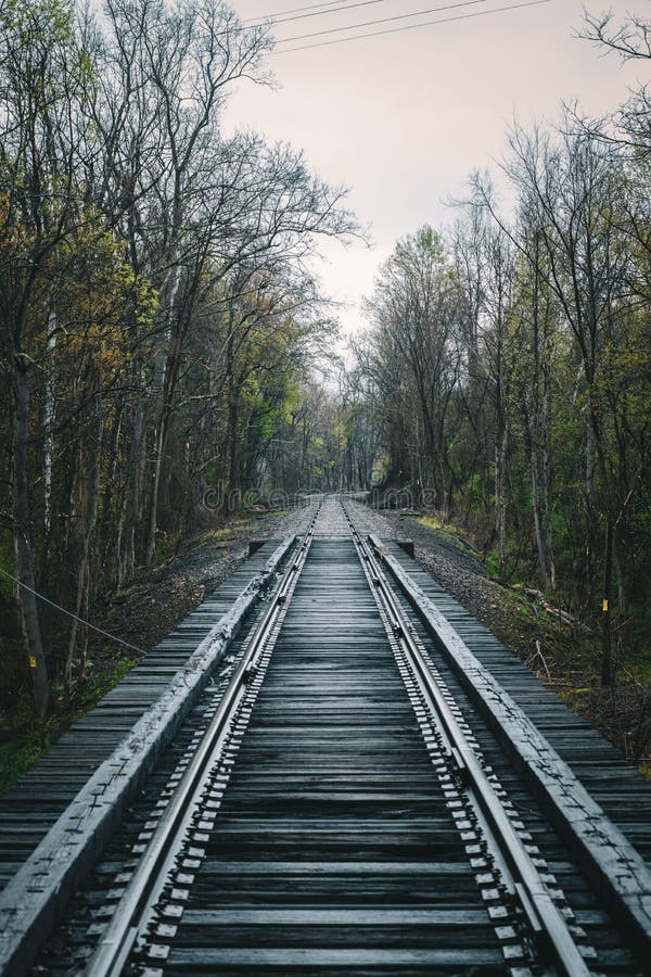 Train Railway with Tall Trees on the Side Stock Image - Image of ...