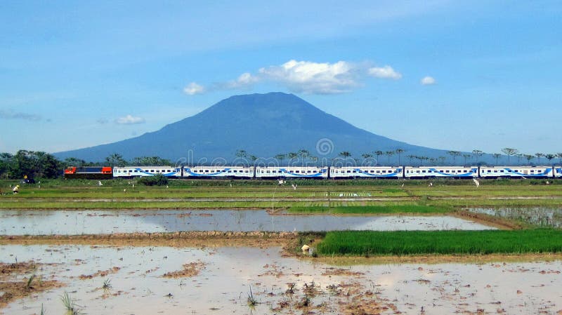 Train on Rice Field with Mountain in Background Stock Photo - Image of ...