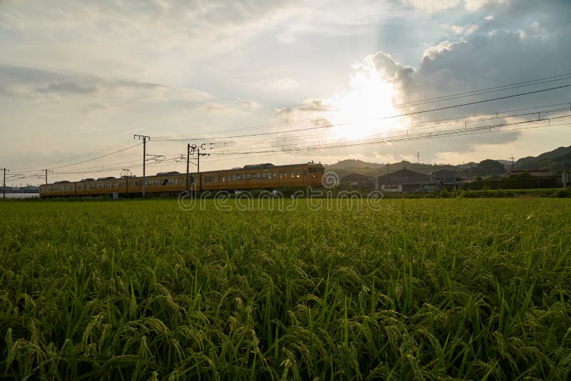 A Train Running through the Rice Field Editorial Stock Photo - Image of ...