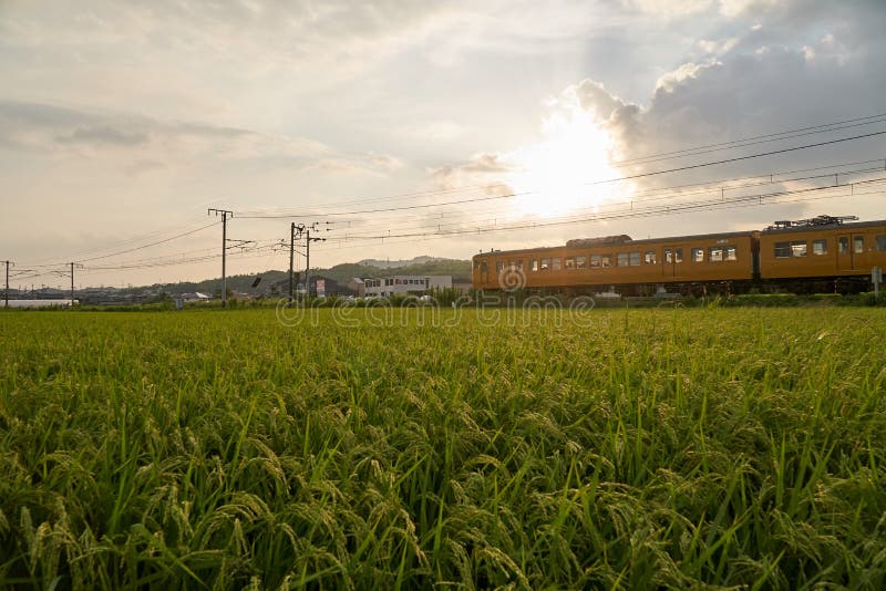 A Train Running through the Rice Field Stock Photo - Image of nature ...