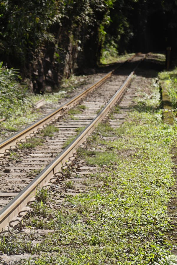 Train Track Dark Forest stock photo. Image of train, forest - 2924412