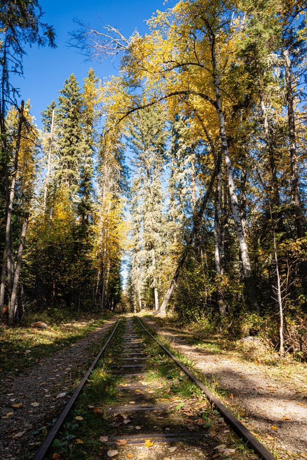 A Train Track in a Forest with Trees in the Background Stock Photo ...