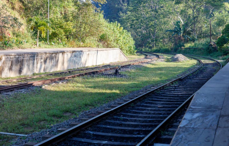 A Train Track with a Grassy Area in between Stock Photo - Image of ...