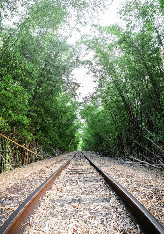 Train Track Passing through Bamboo Forest Stock Image - Image of ...