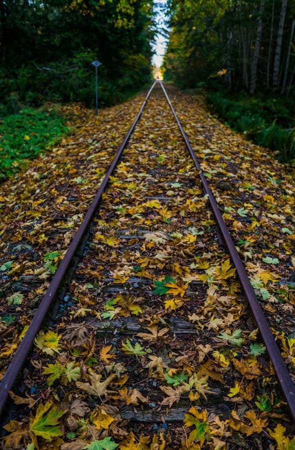 Train tracks in Autumn stock photo. Image of fall, leaves - 163813528