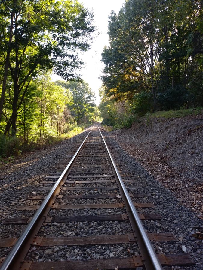 Train Tracks through the Forest Stock Photo - Image of plant, sunlight ...