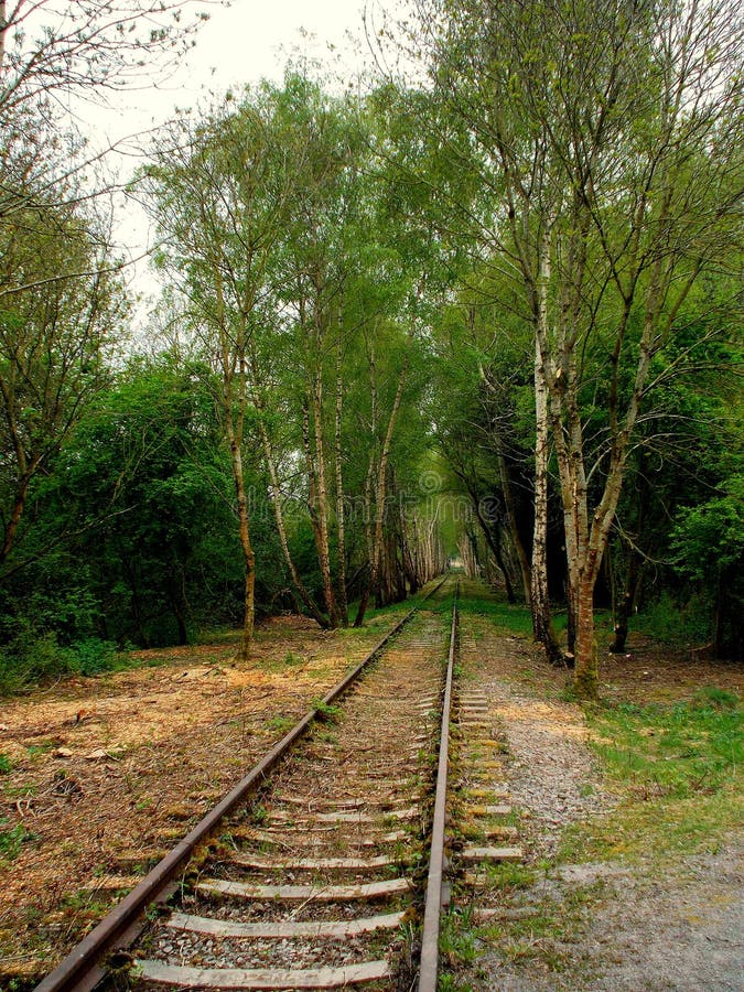 Train Tracks stock photo. Image of woods, scenic, train - 69915330