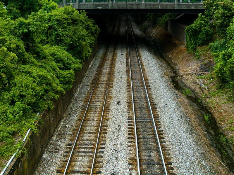 Train Tracks Passing Under a Bridge Surrounded by Lush Greenery ...