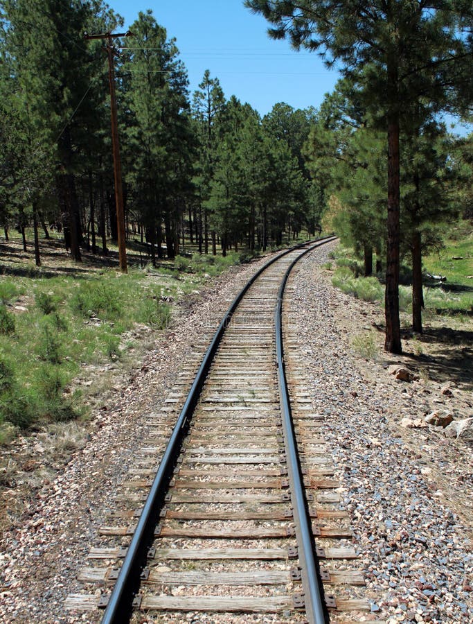 Train Tracks through a Pine Forest Stock Image - Image of shrub, rocks ...
