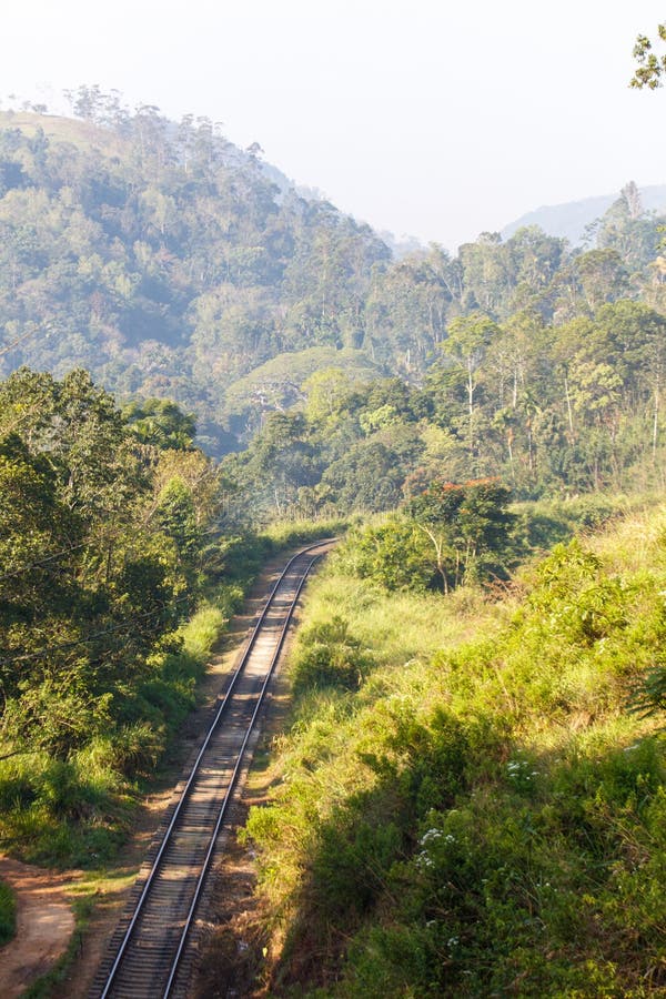 A Train Tracks Run through a Lush Green Forest Stock Photo - Image of ...
